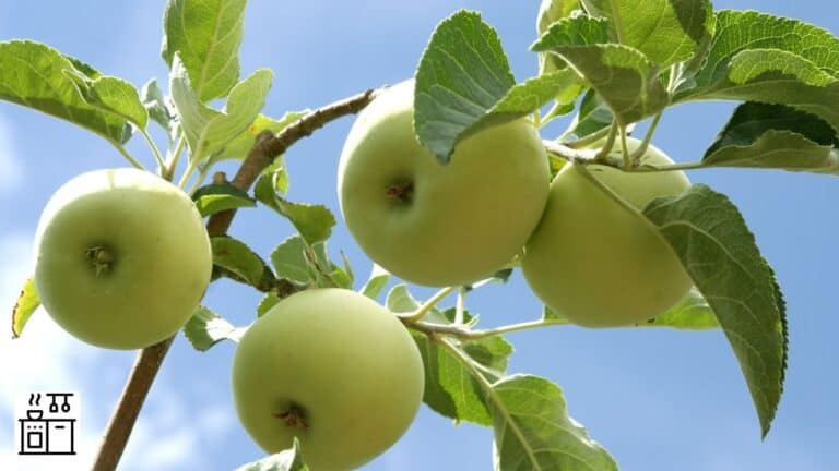 Where Do Granny Smith Apples Grow? (Their Origin Story)