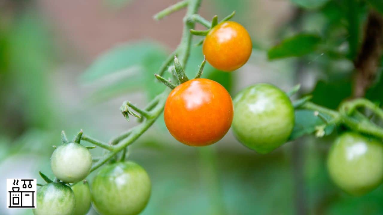 17 Unique Tomato Varieties That Grow In Shade