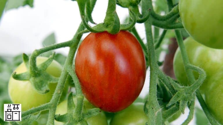 15 Unique Tomatoes That Grow in Clusters
