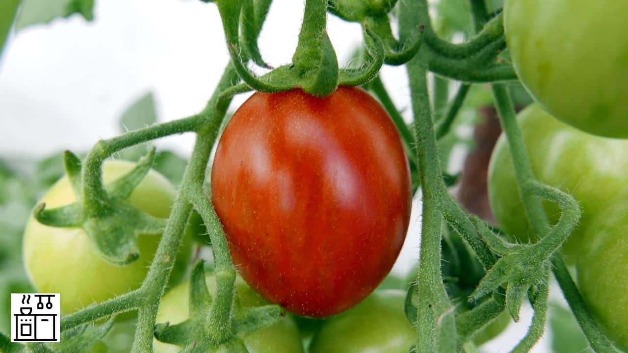 15 Unique Tomatoes That Grow in Clusters