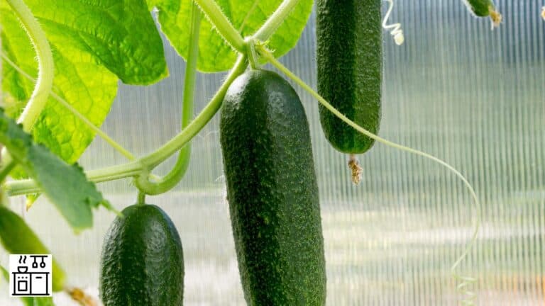 15 Types of Cucumbers that Climb While Growing